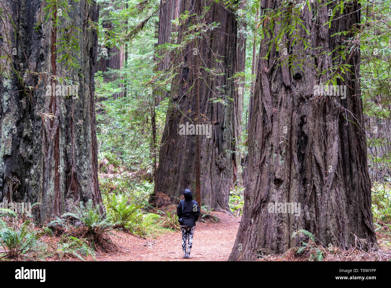 Woman standing among giant redwood trees in Humboldt Redwoods State ...