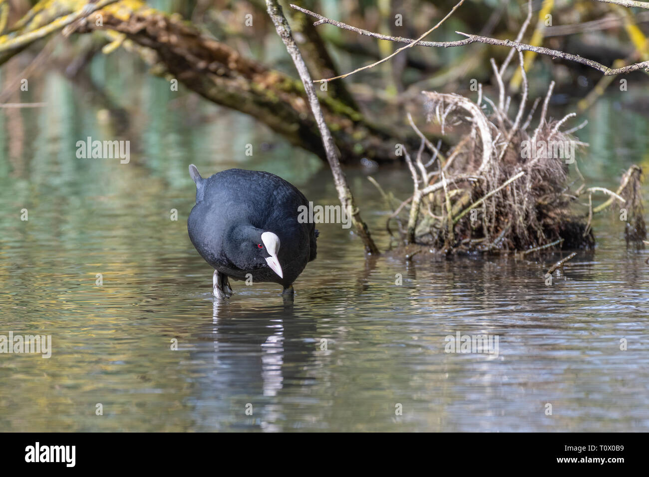 Eurasian Coot (Fulica atra Stock Photo - Alamy