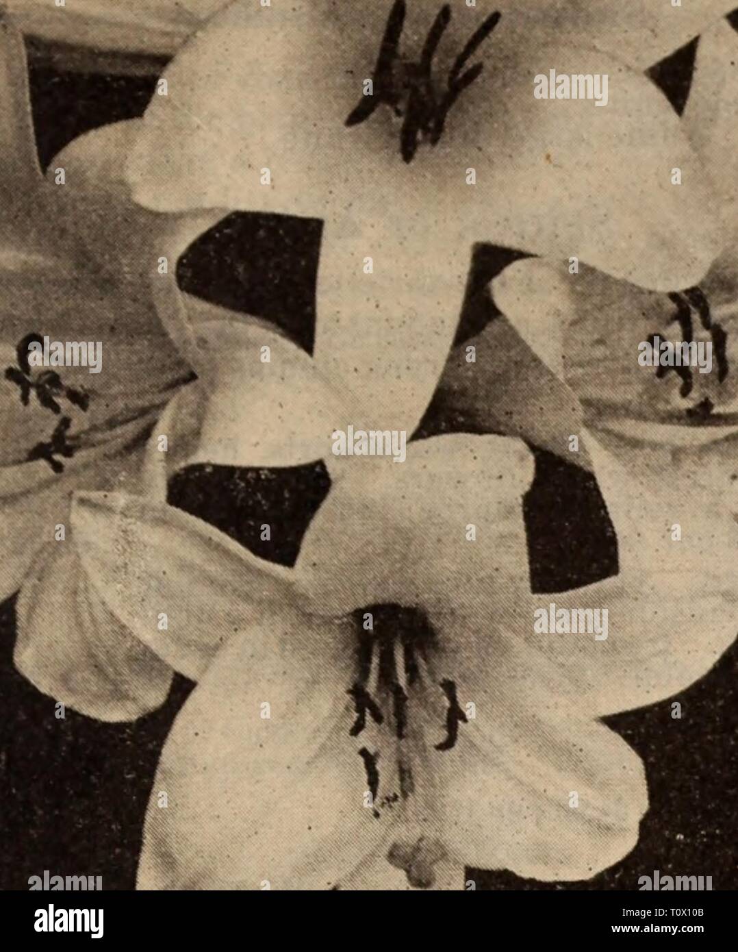 Lilium candidum image hi-res stock photography and images - Alamy