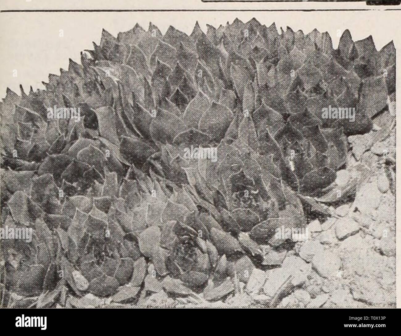 Senecio pulcher hi-res stock photography and images - Alamy