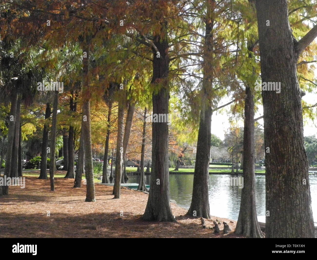 Stunning nature in the middle of the park in Orlando, Florida Stock ...