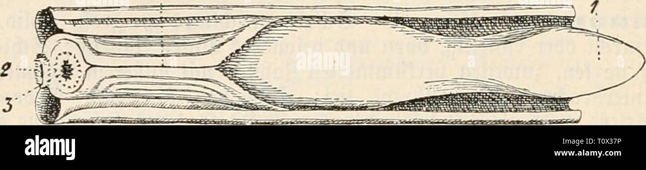 Solen siliqua hi-res stock photography and images - Alamy