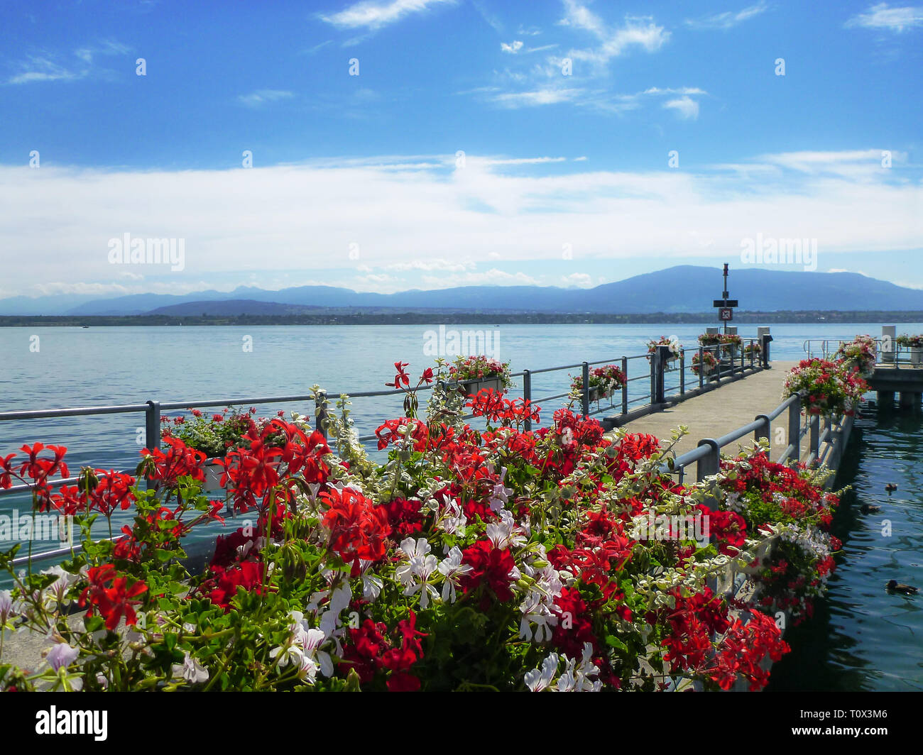 Geraniums Alps High Resolution Stock Photography and Images - Alamy