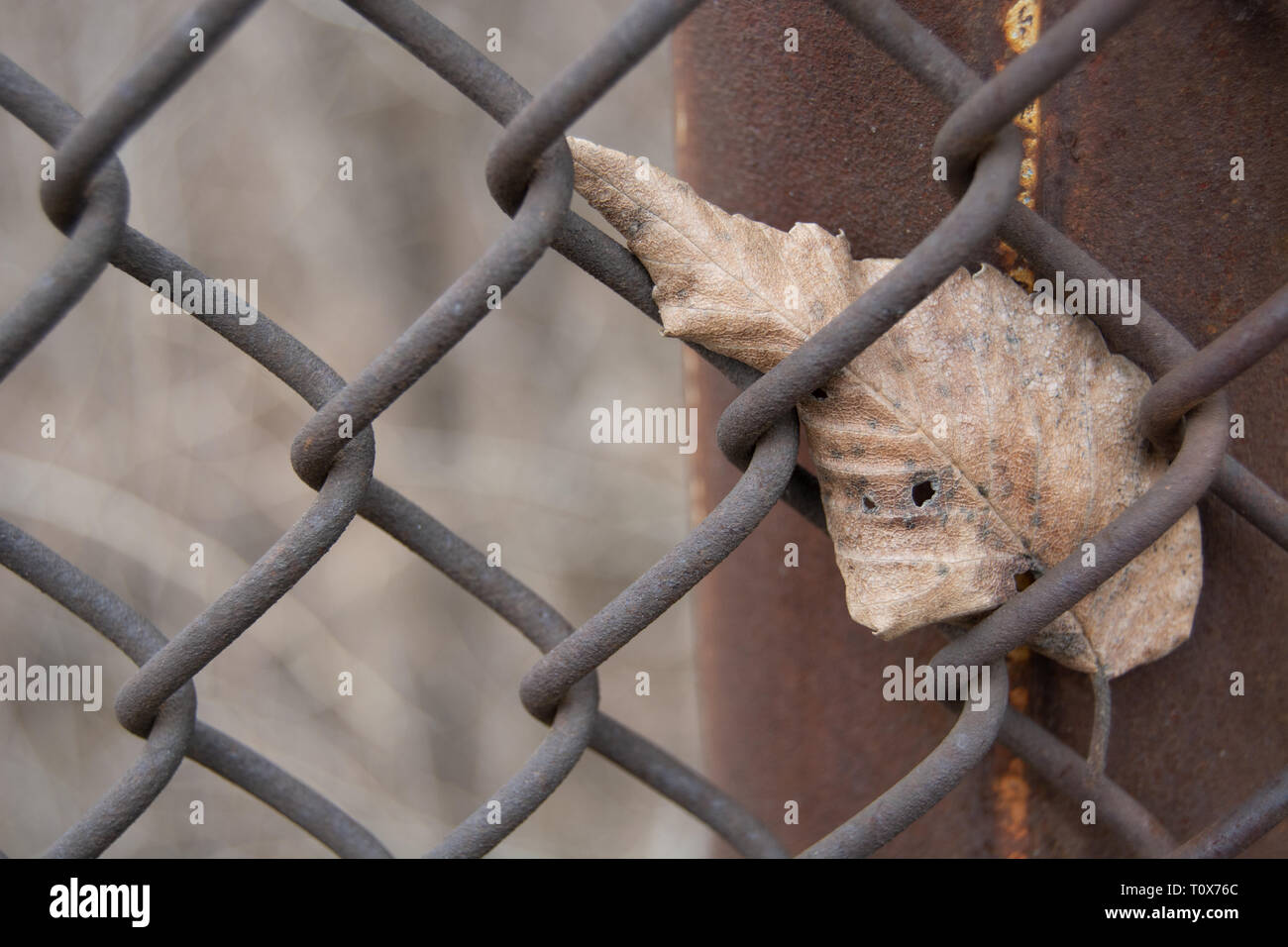 Stucked leaf hi-res stock photography and images - Alamy