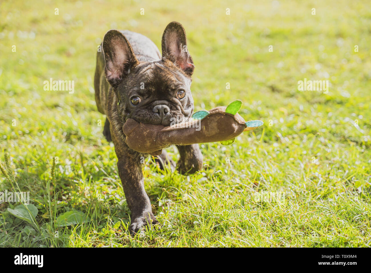 Dogs playing in garden Stock Photo - Alamy