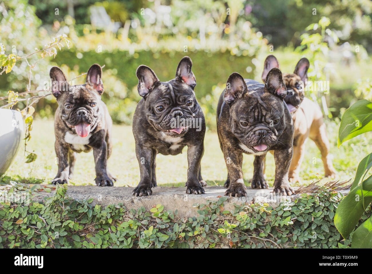 Dogs playing in garden hi-res stock photography and images - Alamy