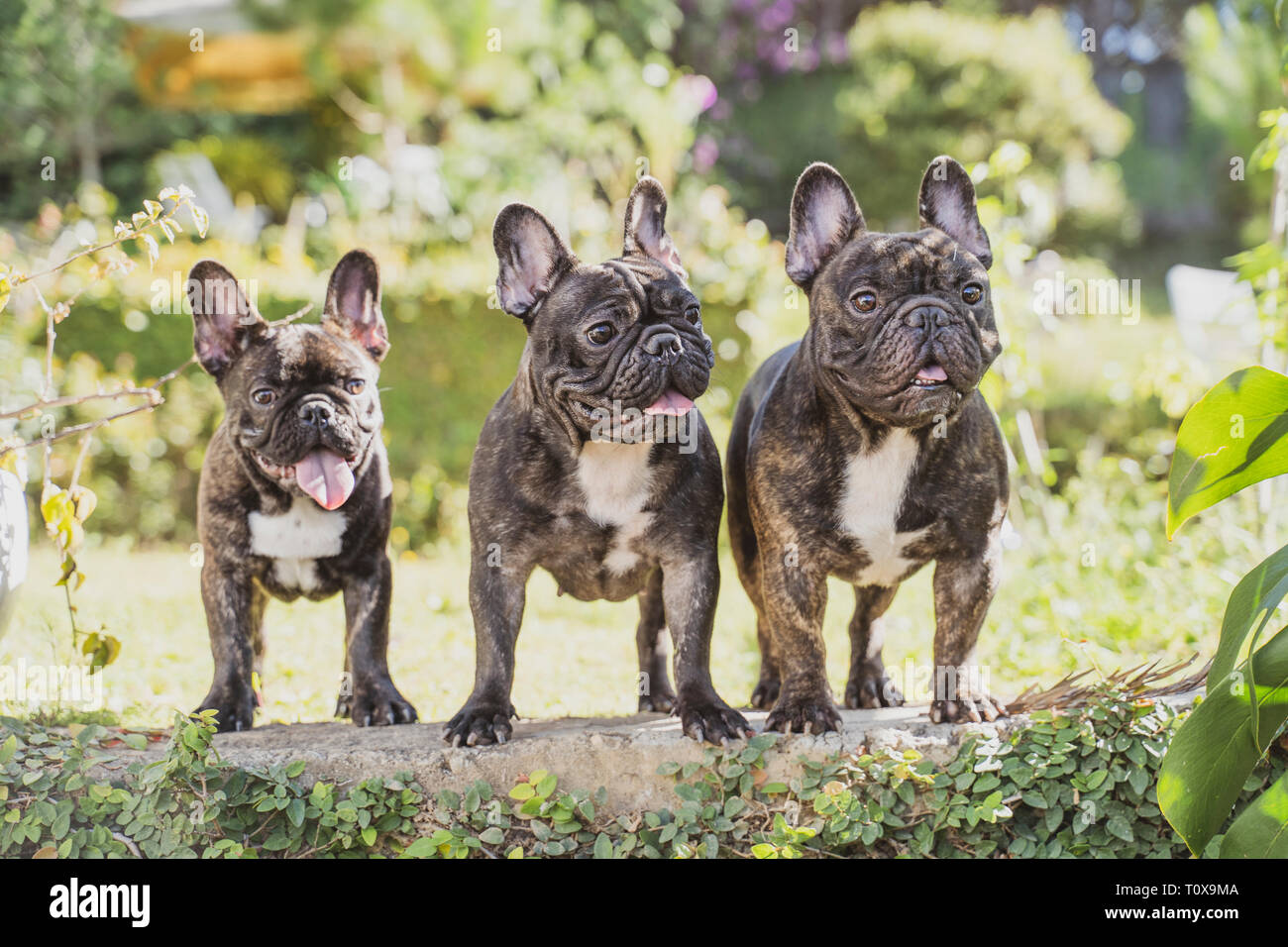 Dogs playing in garden hi-res stock photography and images - Alamy
