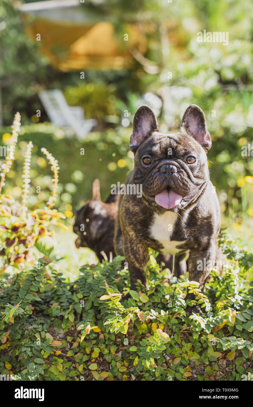 Dogs playing in garden hi-res stock photography and images - Alamy
