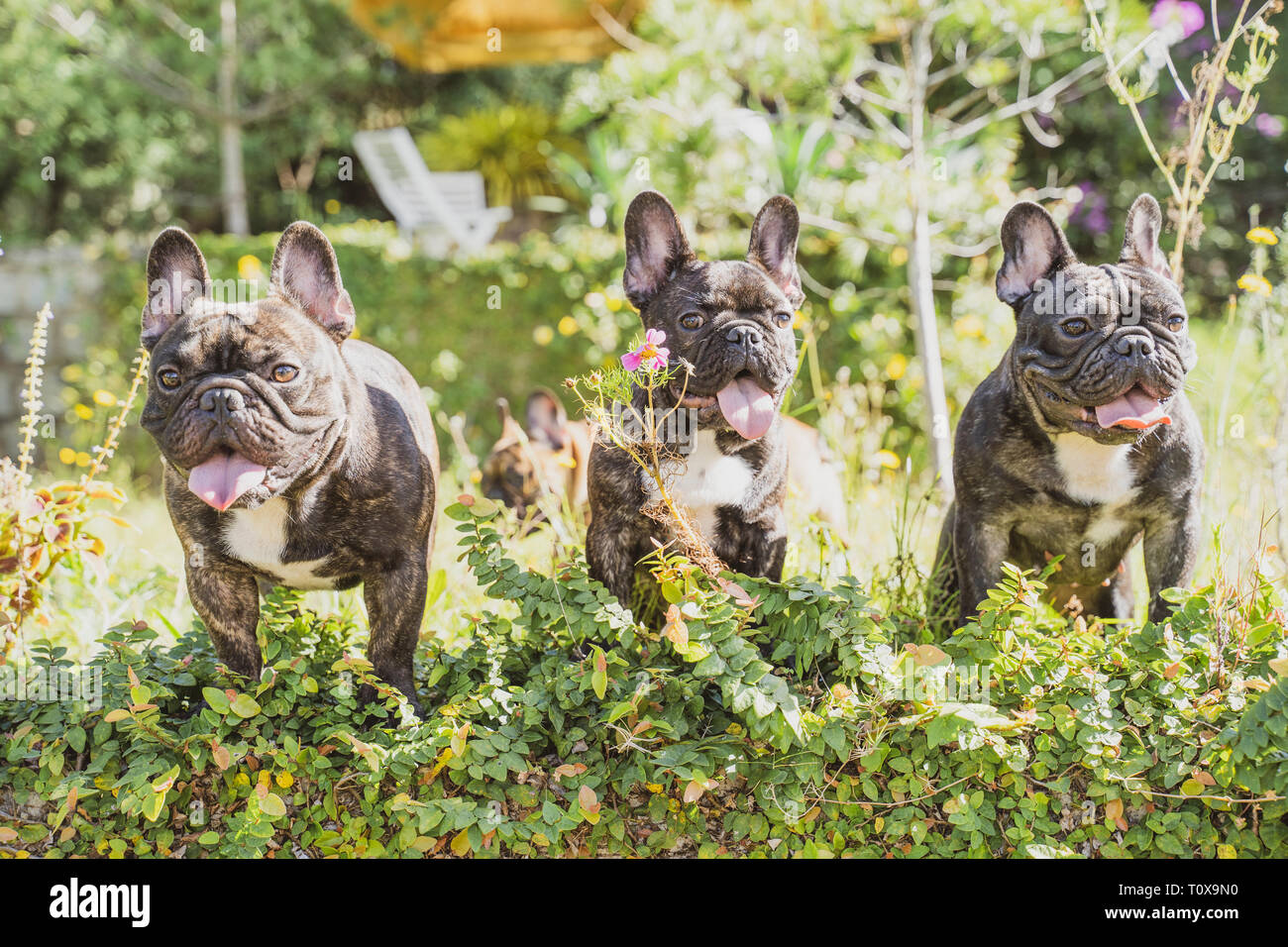 Dogs playing in garden hi-res stock photography and images - Alamy