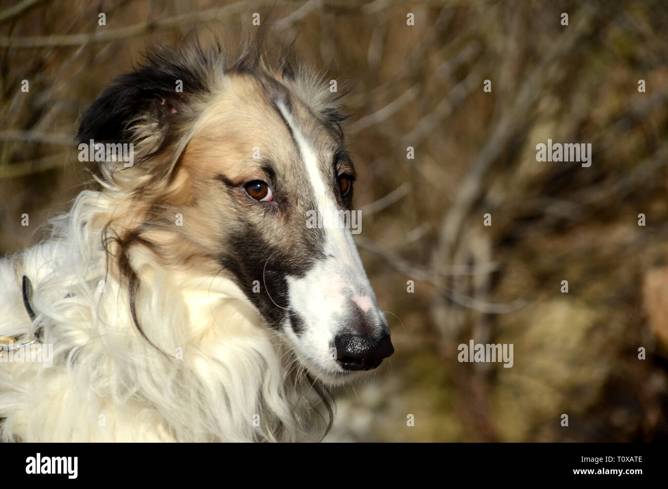 Face portrait of a bindled borzoi with black face mask Stock Photo - Alamy