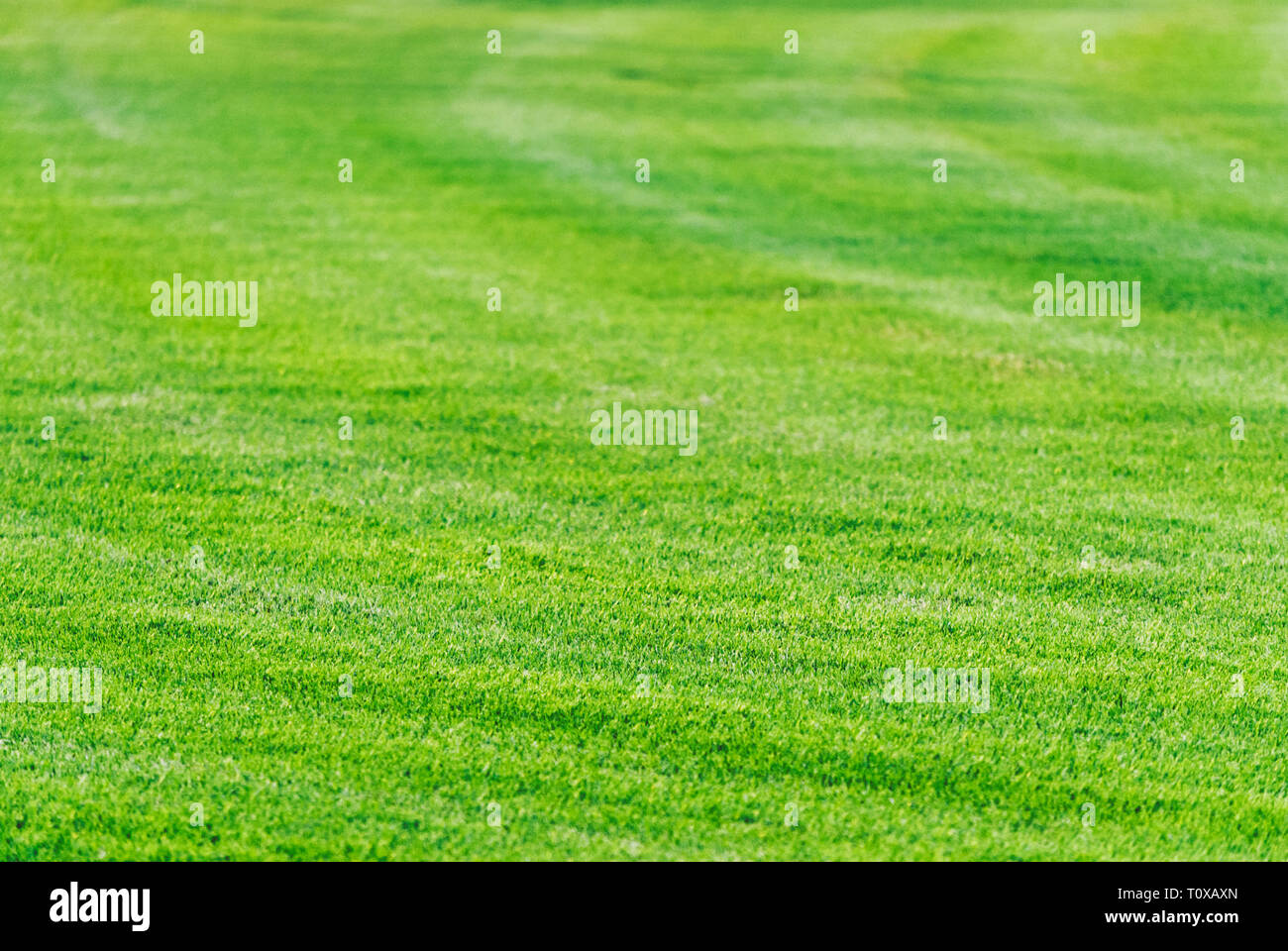 Perfect mowed green grass lawn background. Golf course playground in ...