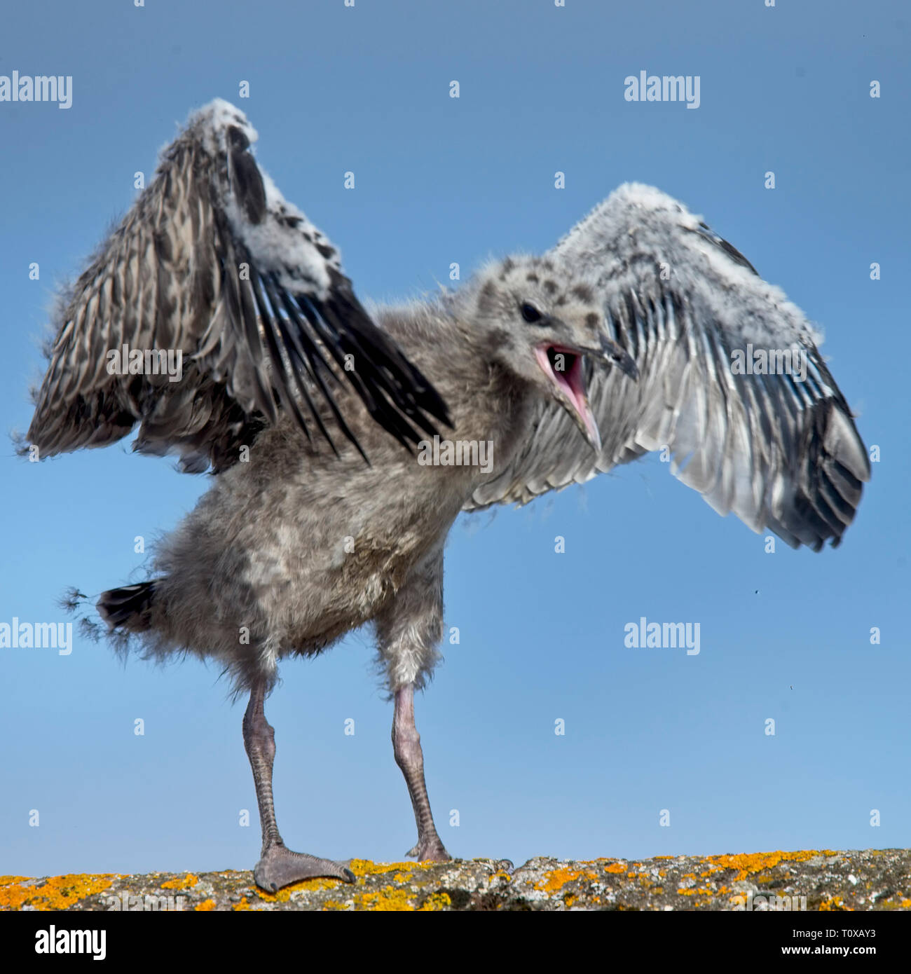Herring Gull (Larus argentatus), chick stretching it's wings, Penzance ...