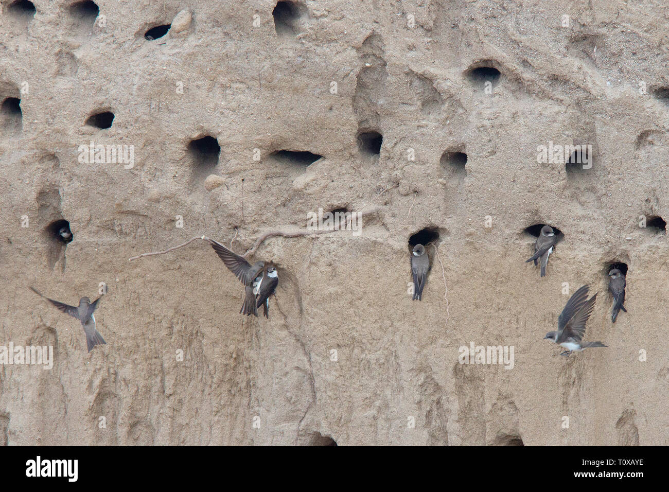 Sand Martins (Riparia riparia), at nest holes, near Side, Turkey Stock ...