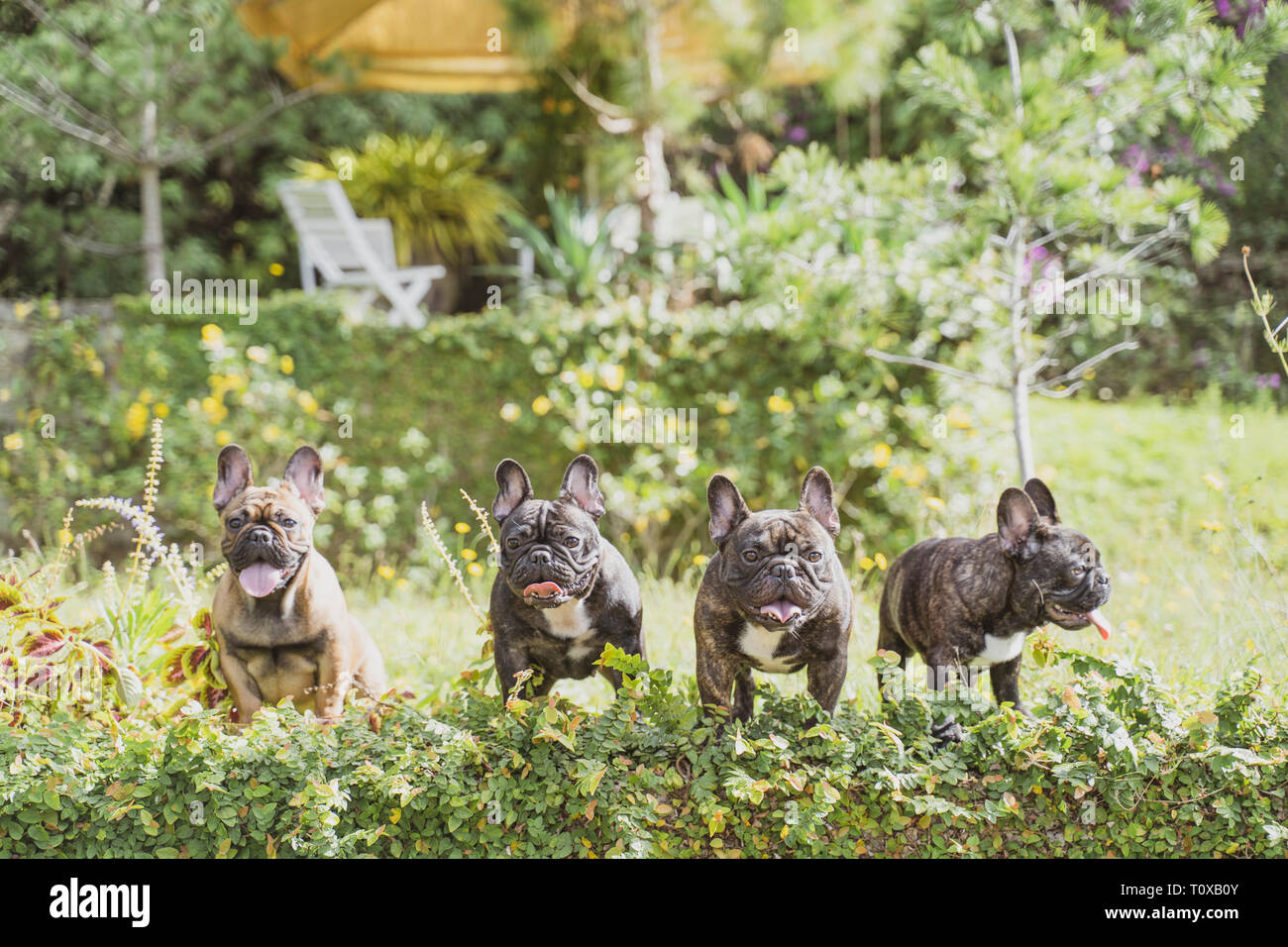 Dogs playing in garden hi-res stock photography and images - Alamy