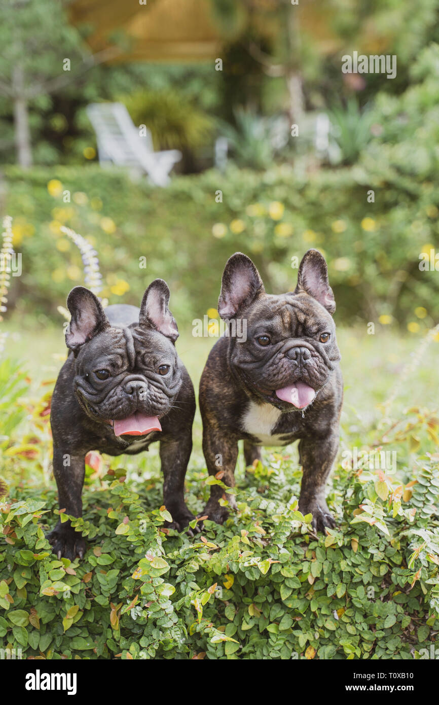 Dogs playing in garden Stock Photo - Alamy