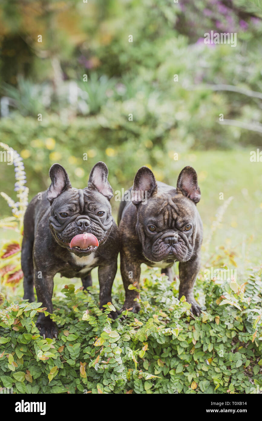 Dogs playing in garden hi-res stock photography and images - Alamy