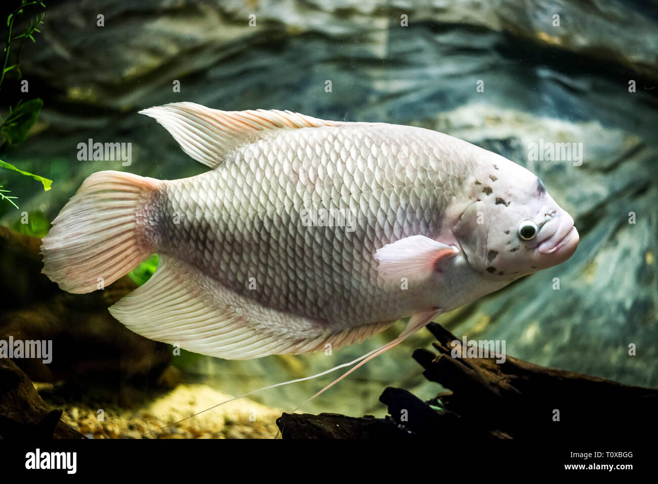 Giant gourami hi-res stock photography and images - Alamy