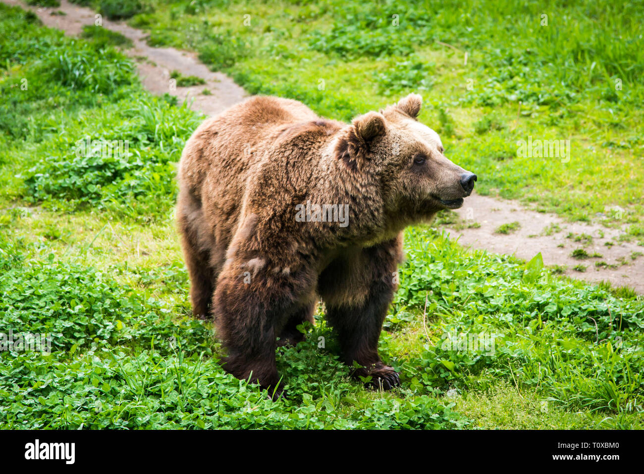 Brown bear Ursus arctos in its own envirnment Stock Photo - Alamy