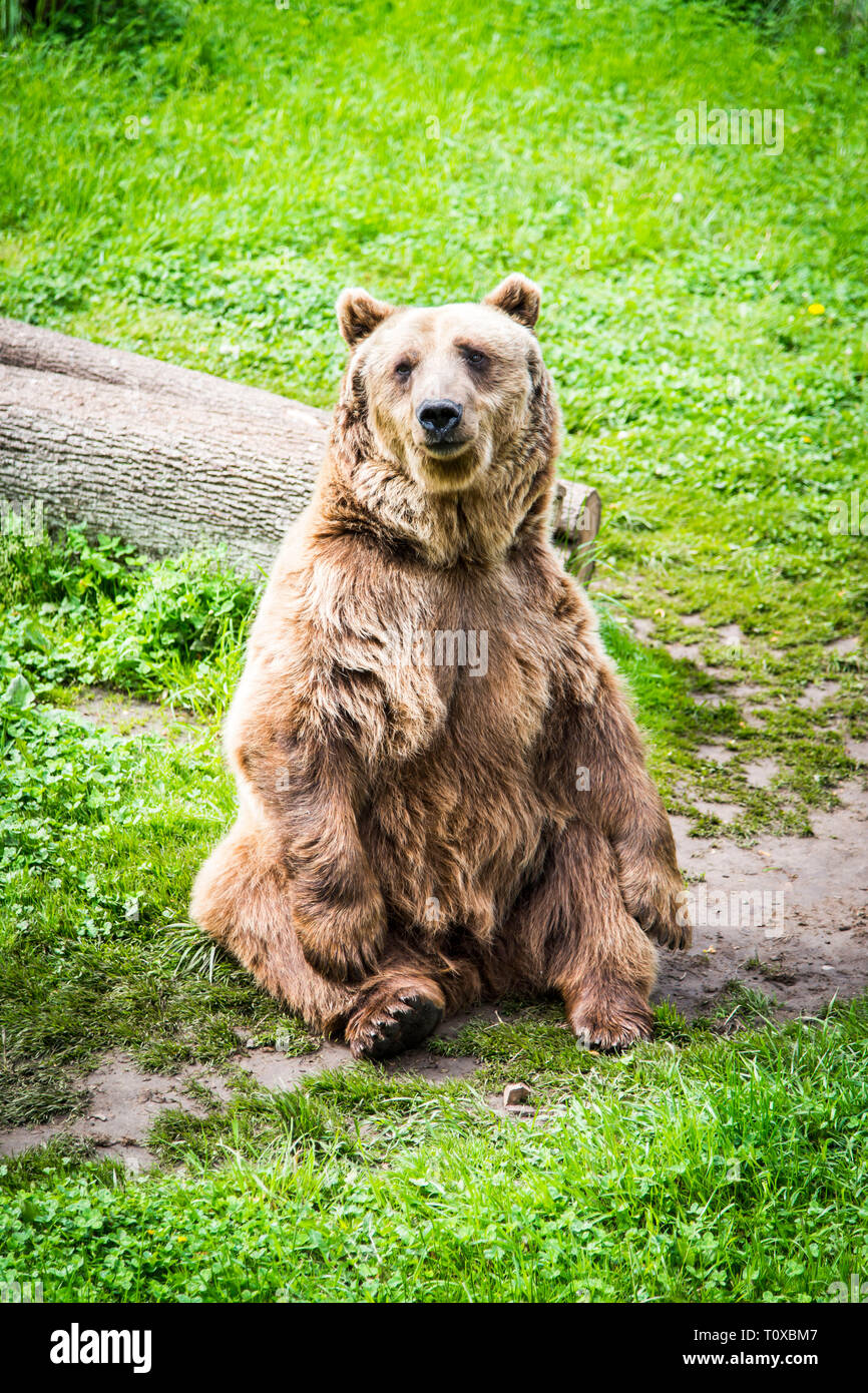 Brown bear Ursus arctos in its own envirnment Stock Photo - Alamy