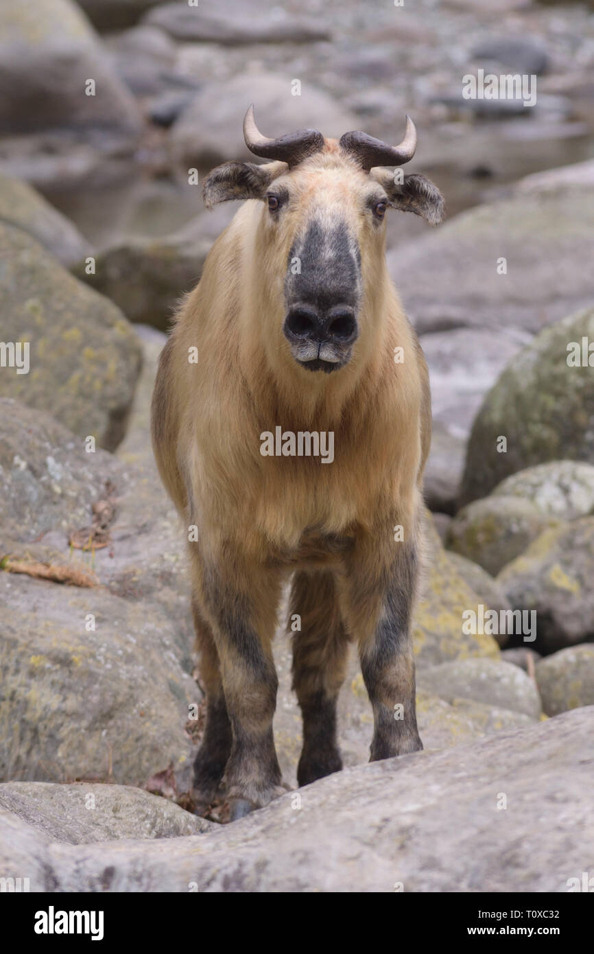 Tangjiahe mammals hi-res stock photography and images - Alamy