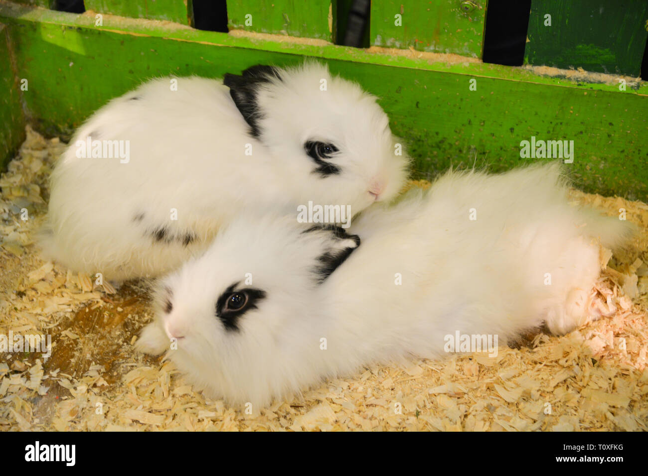 Cute rabbits in a cage on the farm. Sweet couple Stock Photo - Alamy