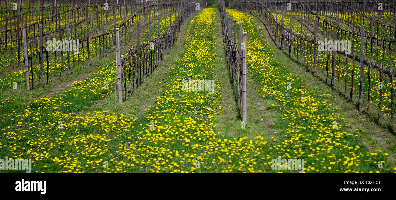 Vineyard flowers bordeaux hi-res stock photography and images - Alamy