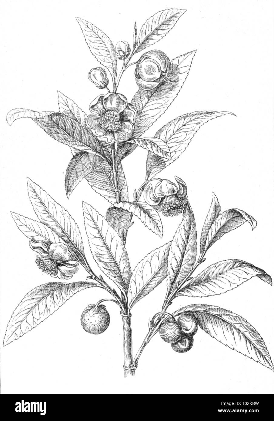 botany, tea, Chinese tea (Camellia sinensis), tea plant, wood engraving ...
