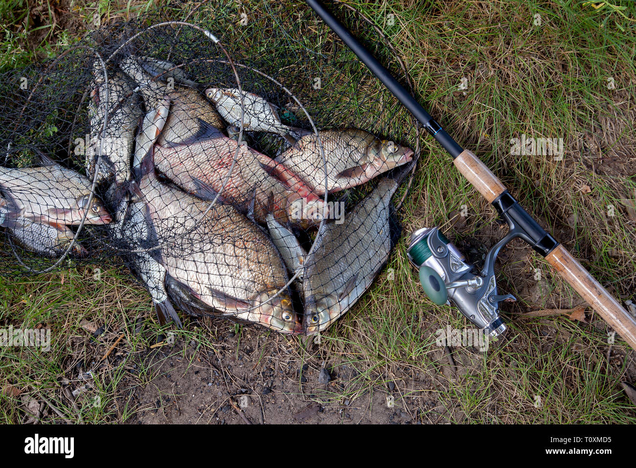 Good catch. Just taken from the water big freshwater common bream known ...