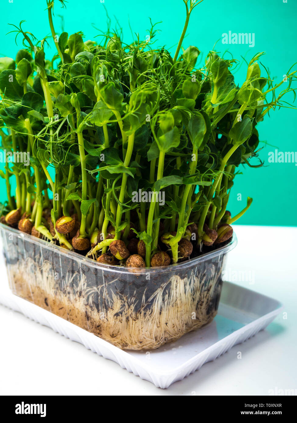 A green organic pea sprout Stock Photo - Alamy