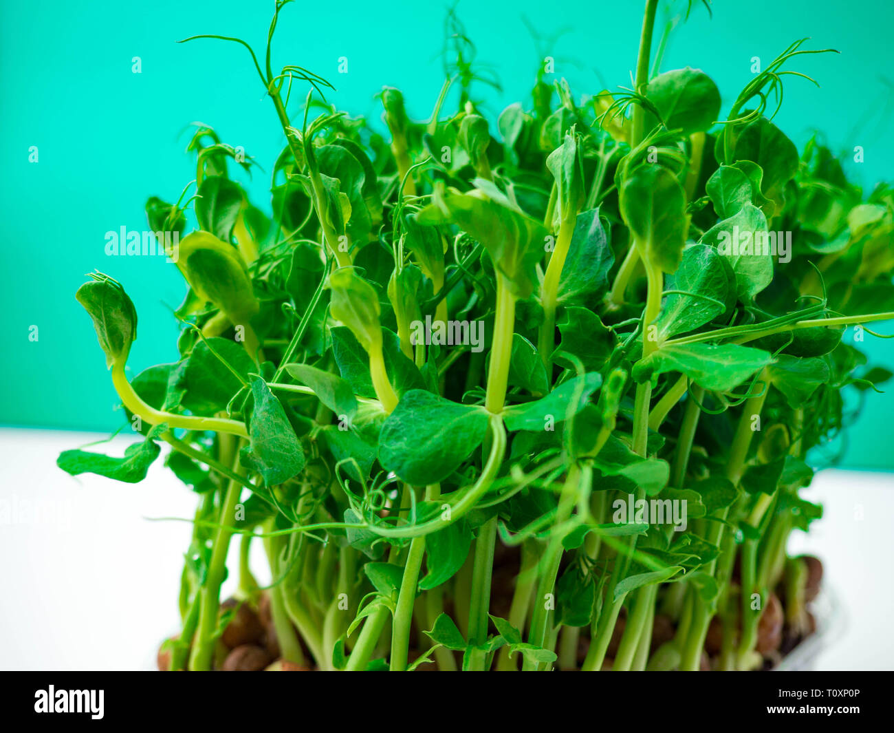Organic pea micro sprouts growing in plastic box, health concept, fiber ...