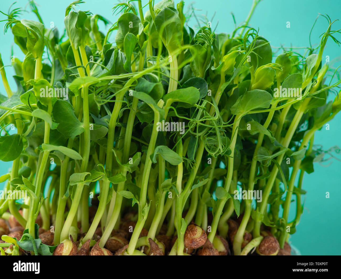 Organic pea micro sprouts growing in plastic box, health concept, fiber ...