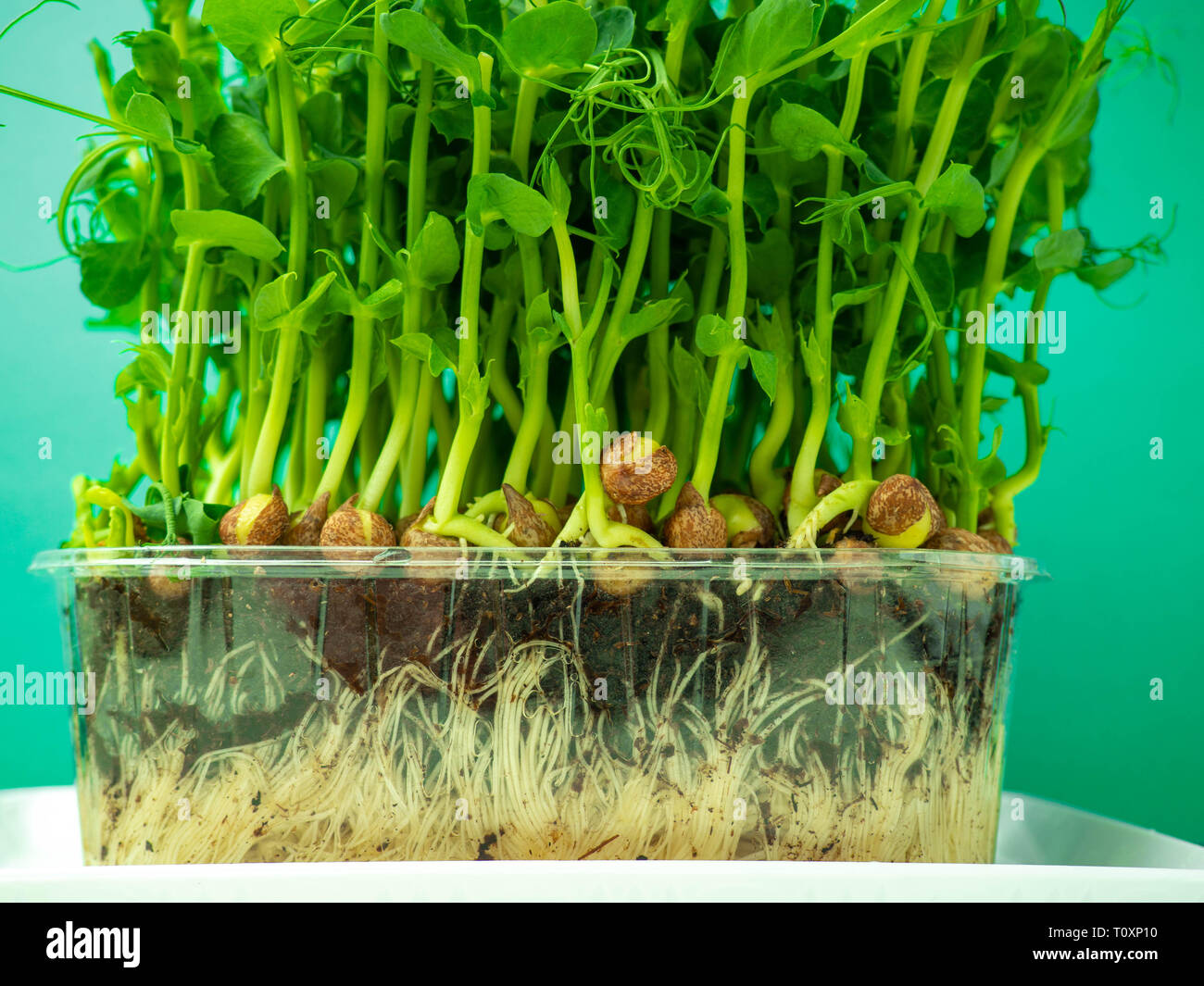 Organic pea micro sprouts growing in plastic box, health concept, fiber ...