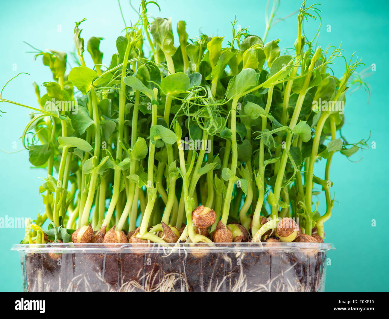 Organic pea micro sprouts growing in plastic box, health concept, fiber ...