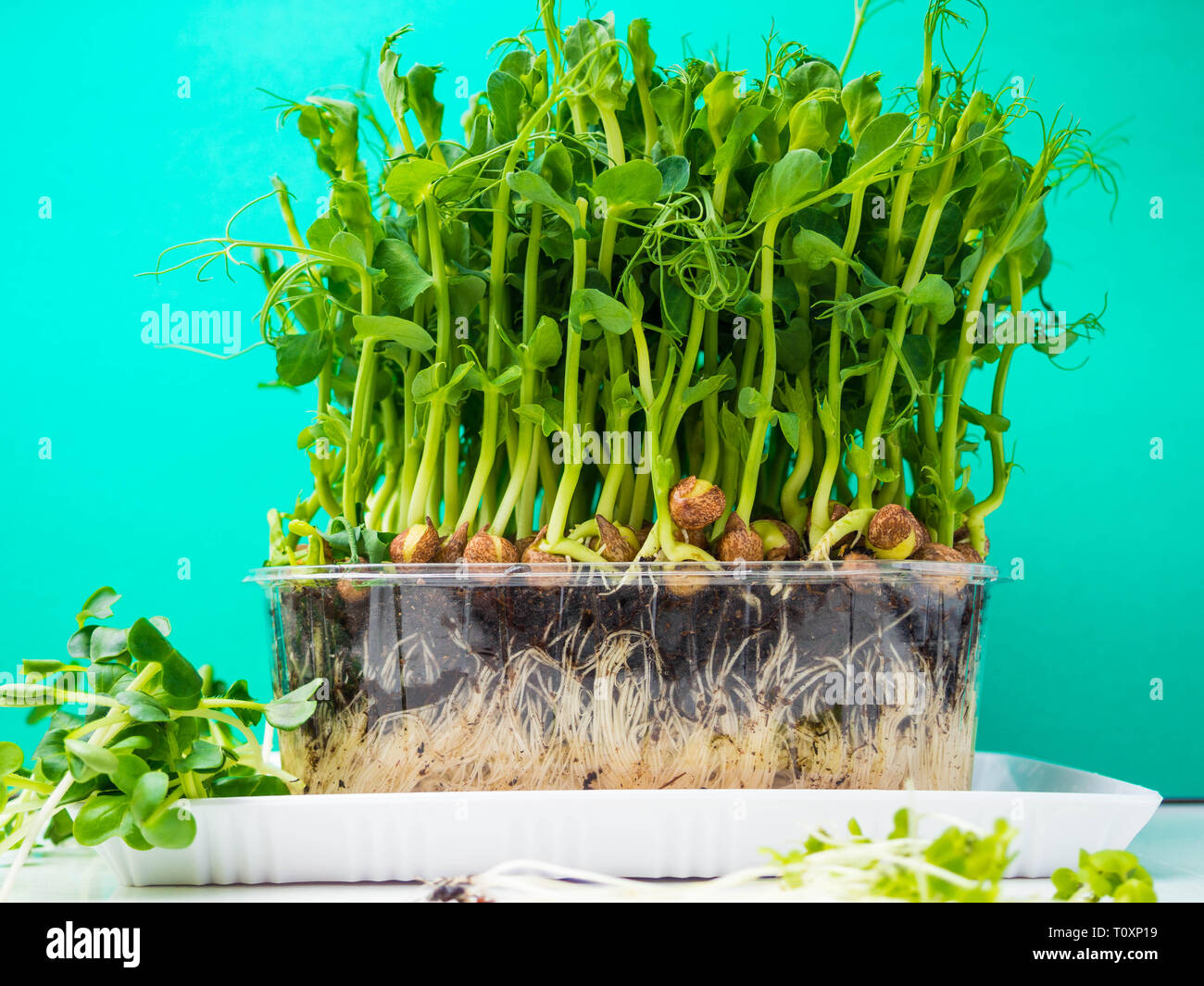 Organic pea micro sprouts growing in plastic box, health concept, fiber ...