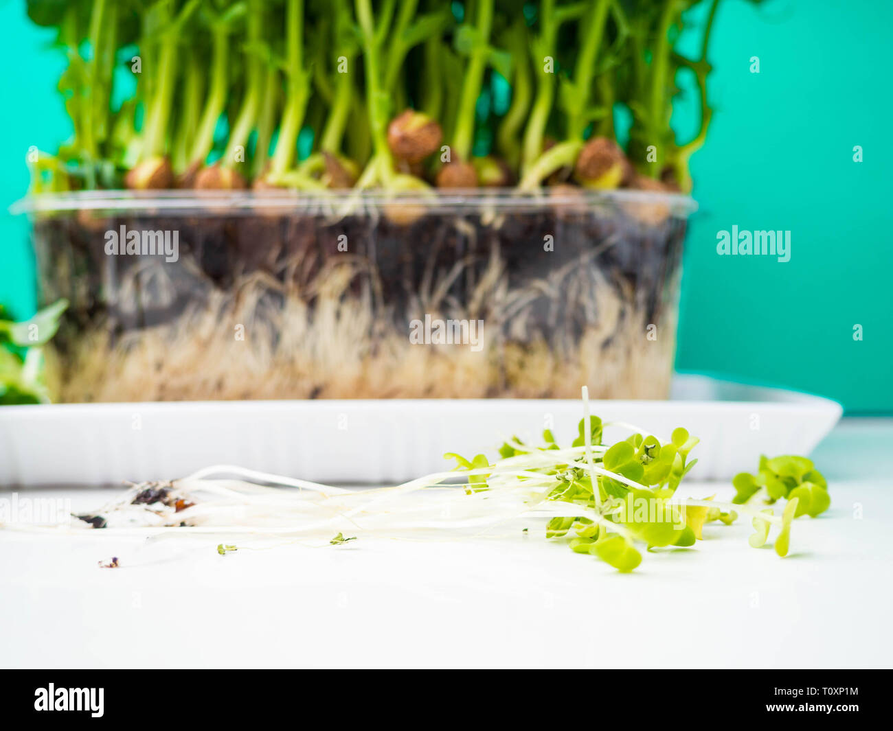 Organic pea micro sprouts growing in plastic box, health concept, fiber ...