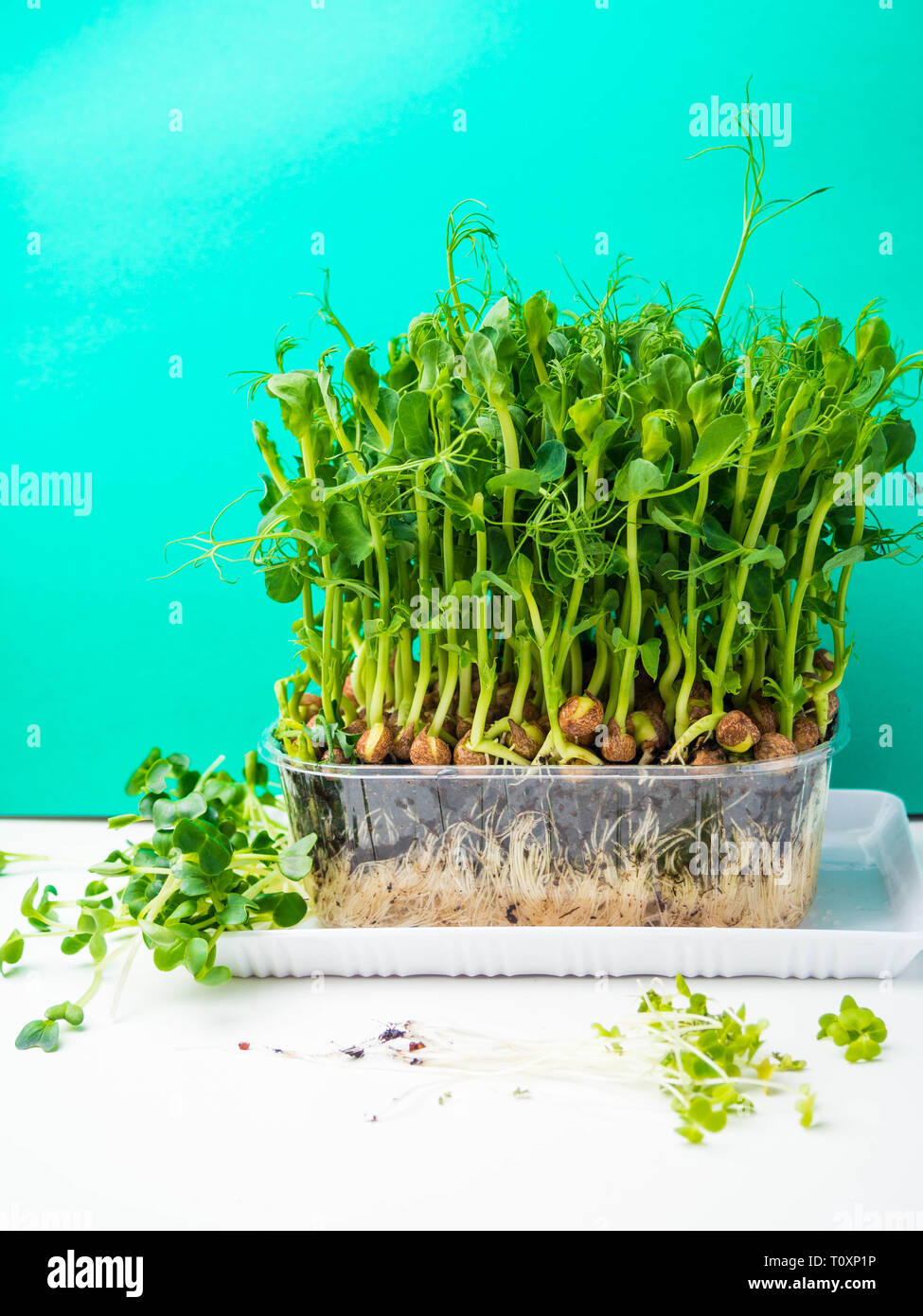 Organic pea micro sprouts growing in plastic box, health concept, fiber ...