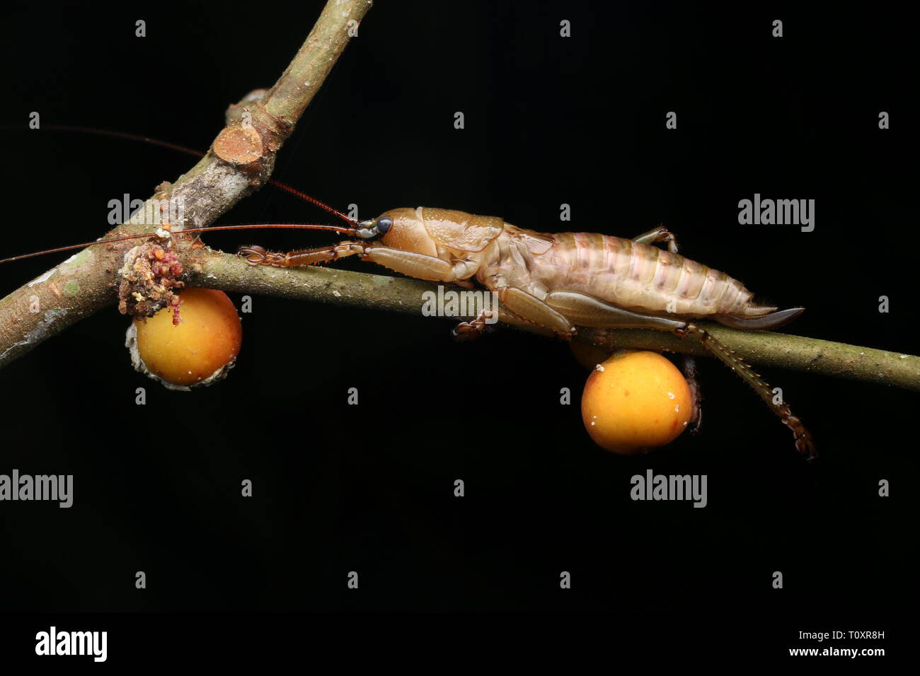 Brown katydid hi-res stock photography and images - Alamy