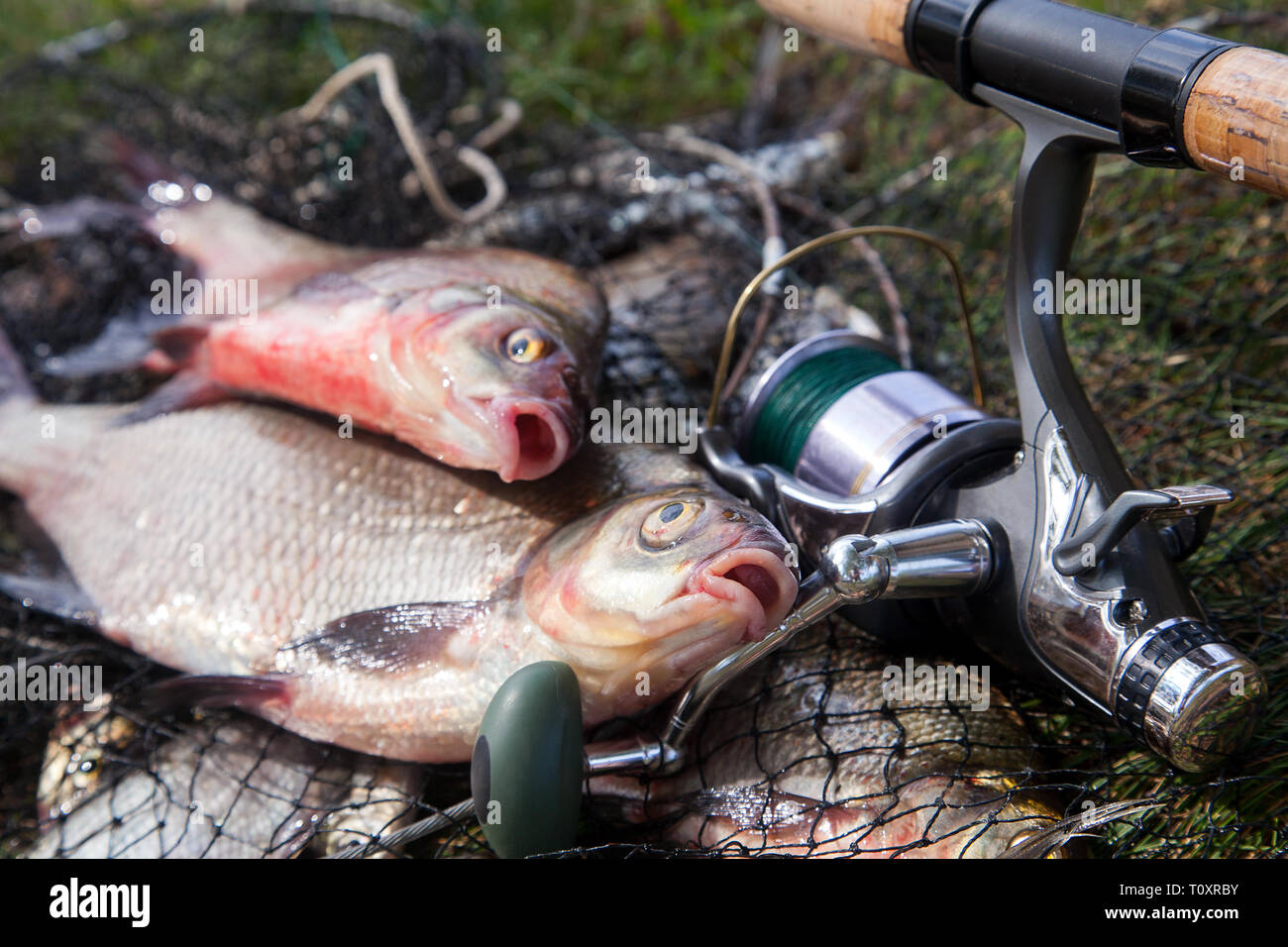 Good catch. Just taken from the water big freshwater common bream known ...