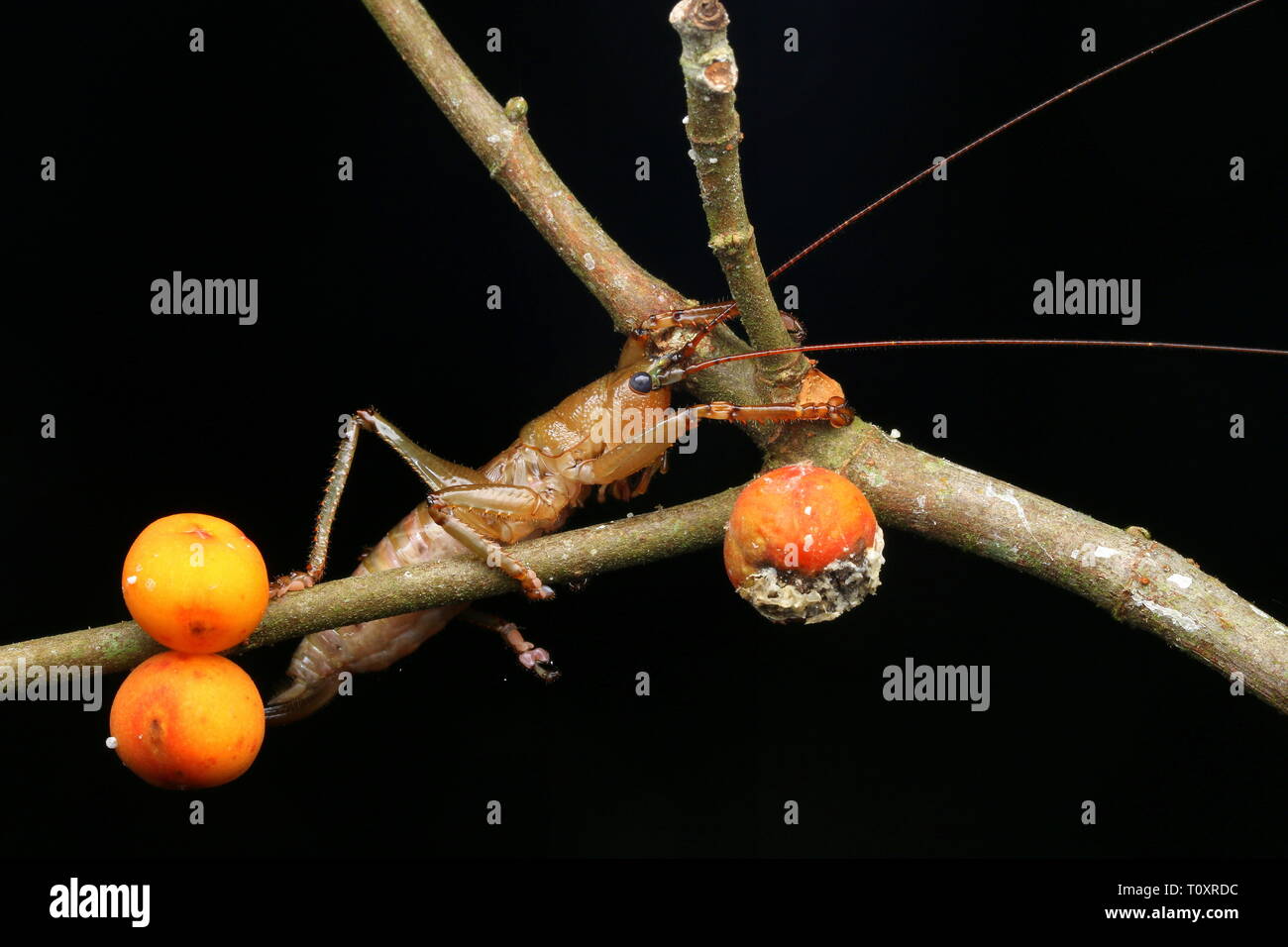Brown katydid on orange figs Stock Photo - Alamy