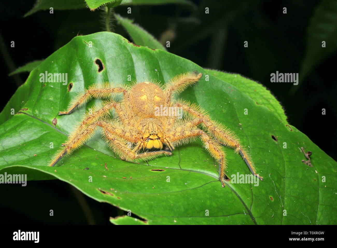 David Bowie Spider Stock Photo - Alamy