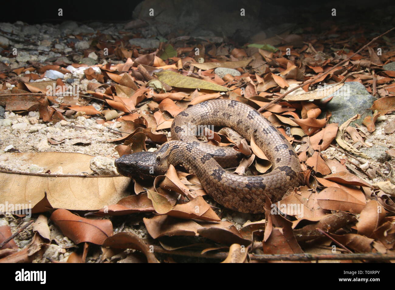 Malayan pit viper snake hi-res stock photography and images - Alamy
