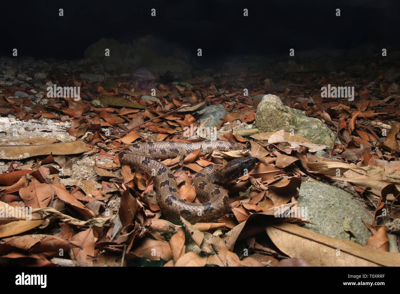 Malayan pit viper snake hi-res stock photography and images - Alamy