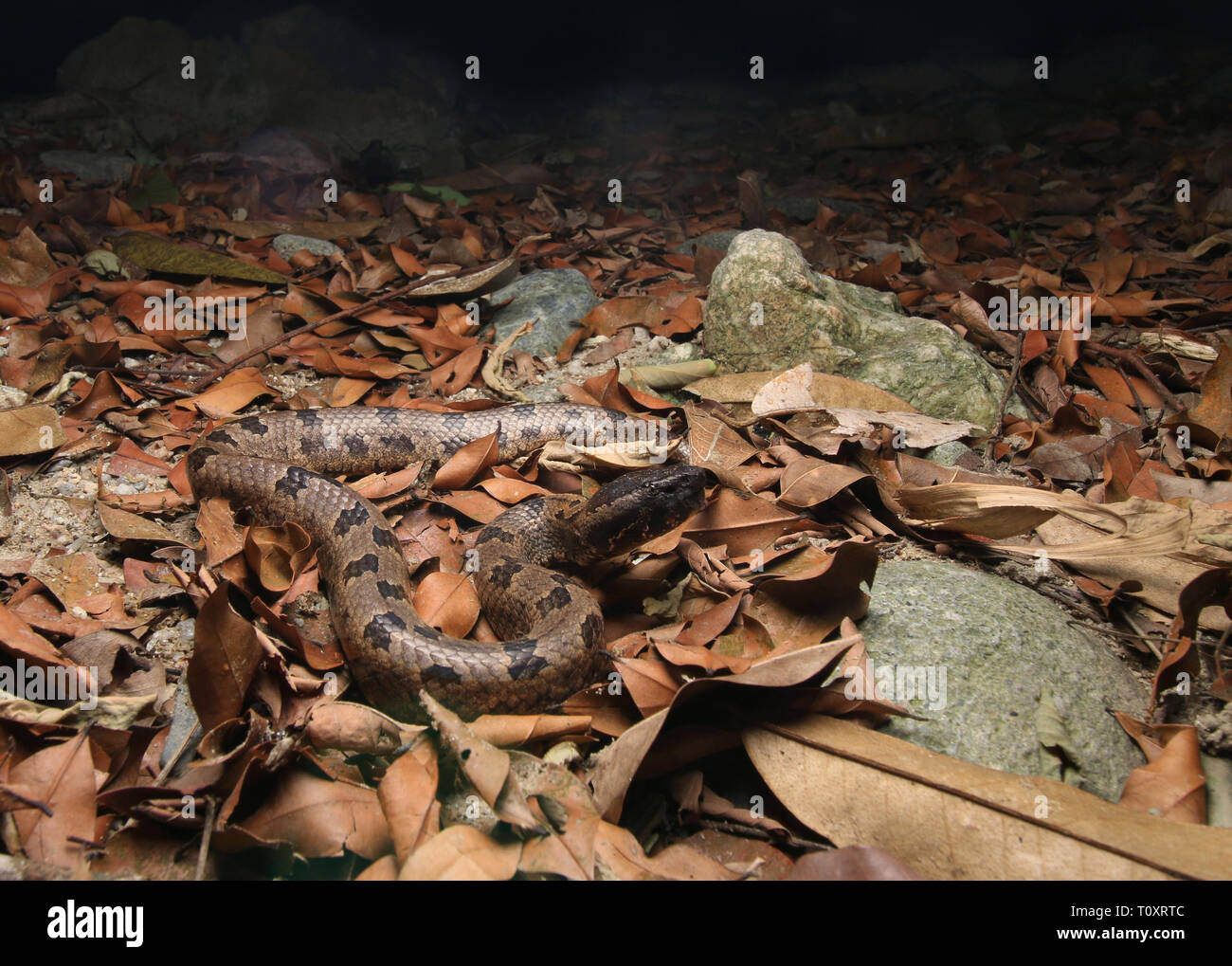Mountain Pit Viper Stock Photo - Alamy