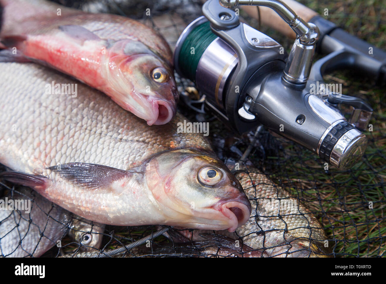 Good catch. Just taken from the water big freshwater common bream known ...