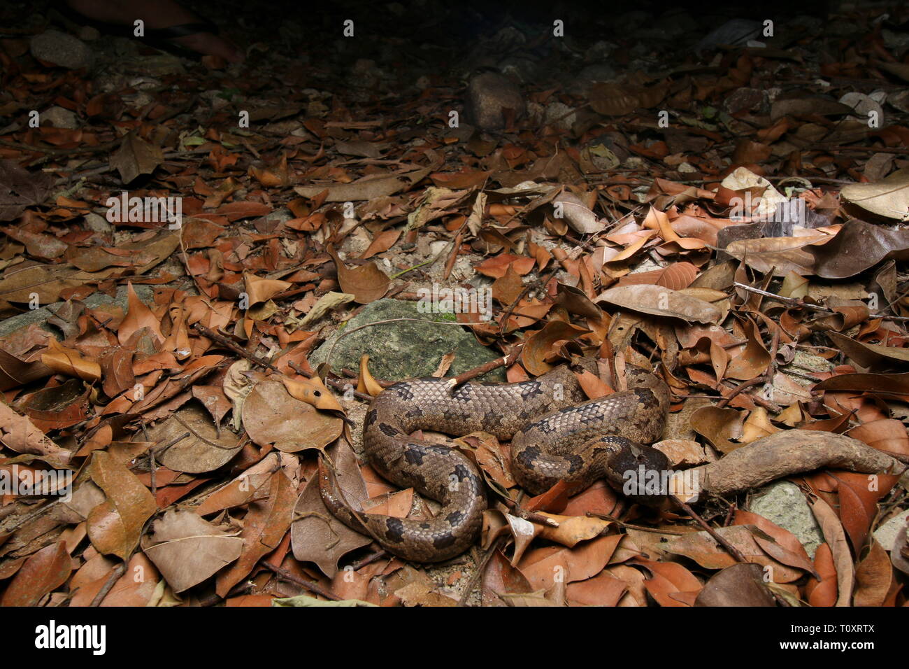 Malayan pit viper snake hi-res stock photography and images - Alamy