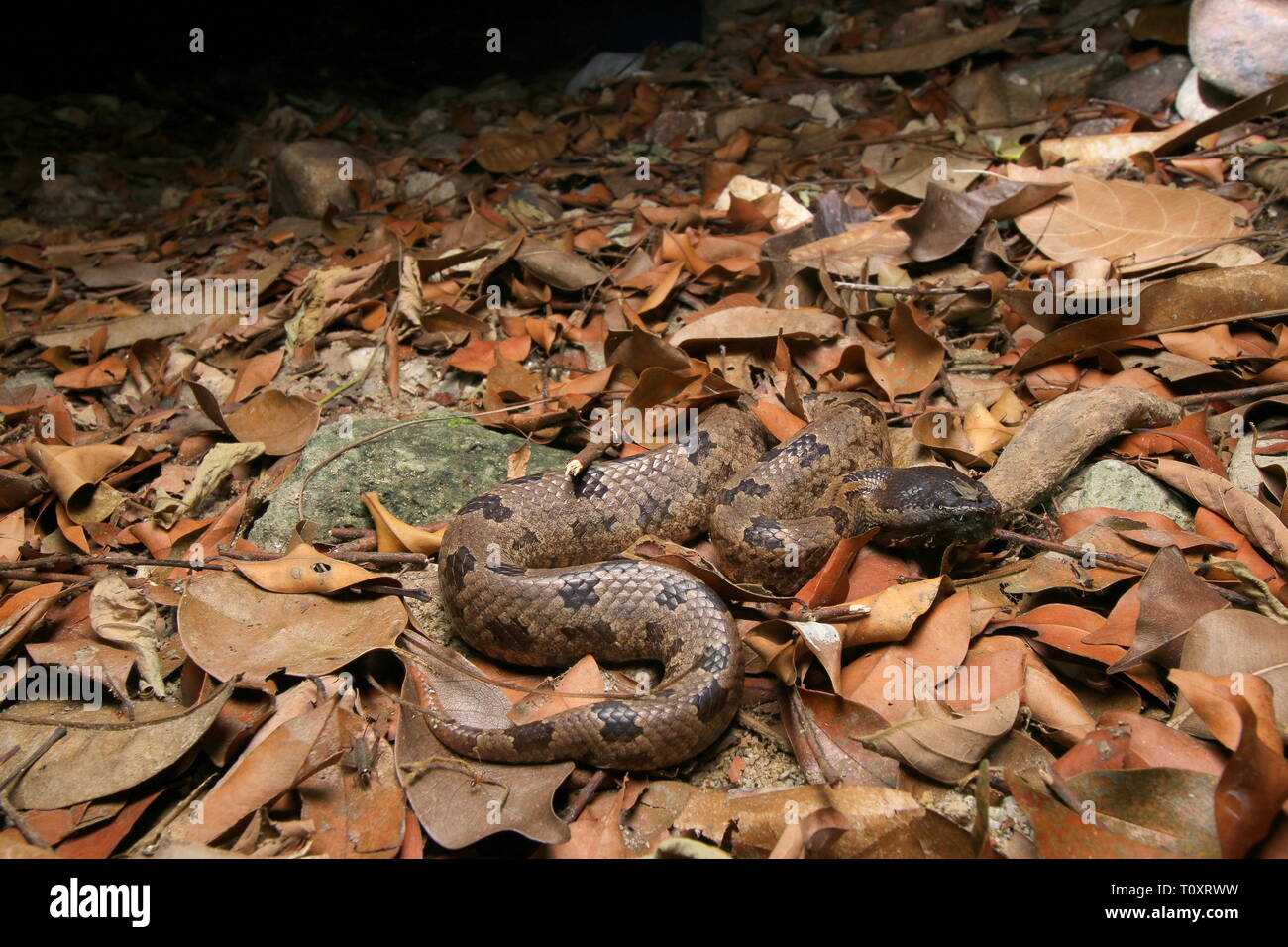 Mountain Pit Viper Stock Photo - Alamy
