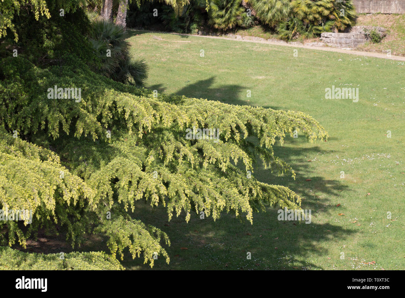 Conifer Root High Resolution Stock Photography and Images - Alamy