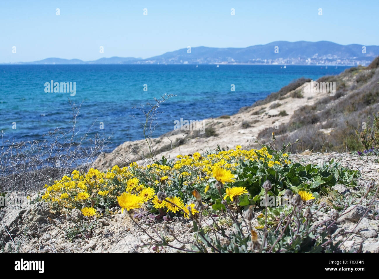Yellow wildflowers, Sea Daisy or Sea Aster, Mediterranean Beach Daisy ...