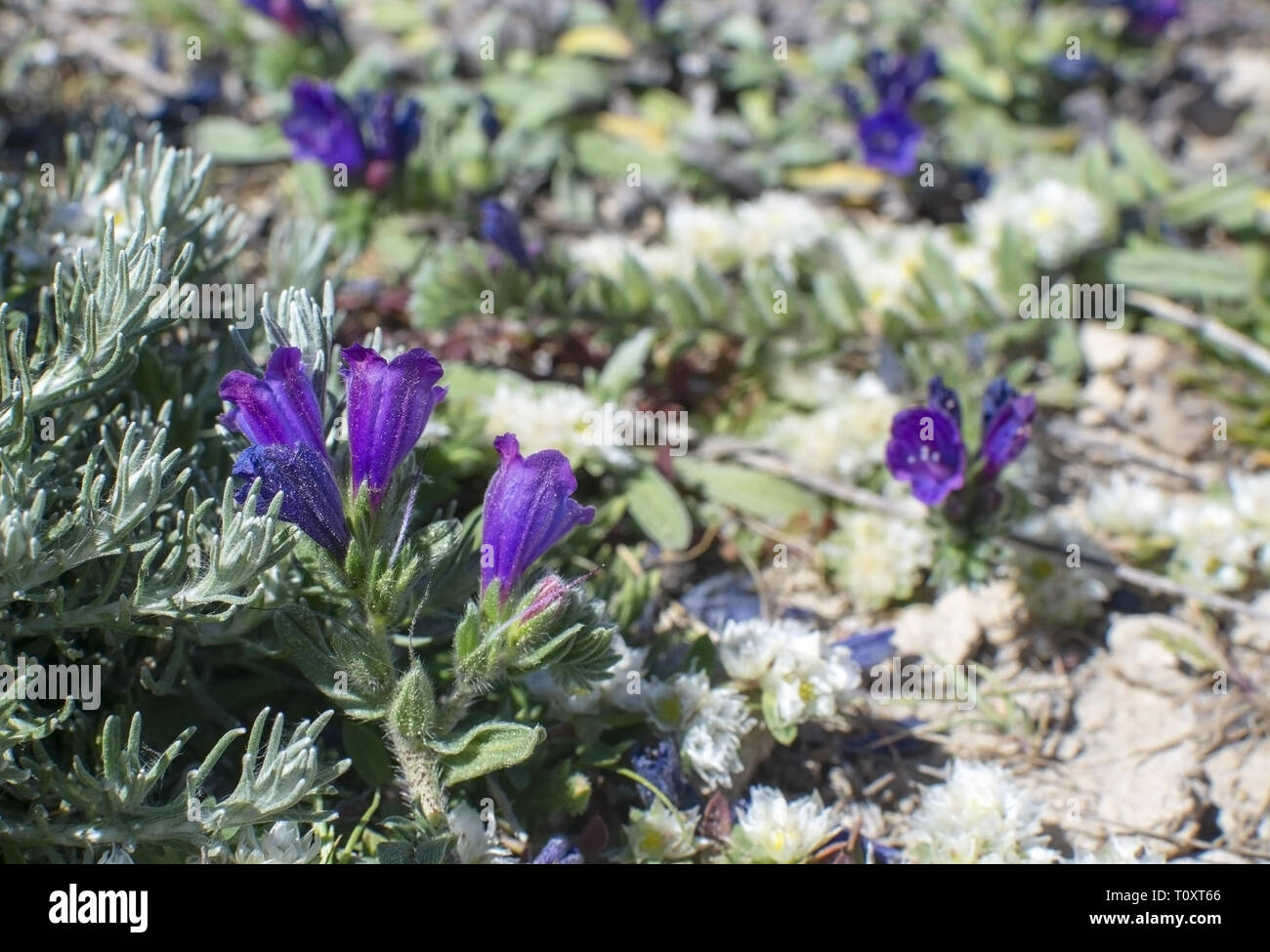 Purple flowers growing in sand hi-res stock photography and images - Alamy