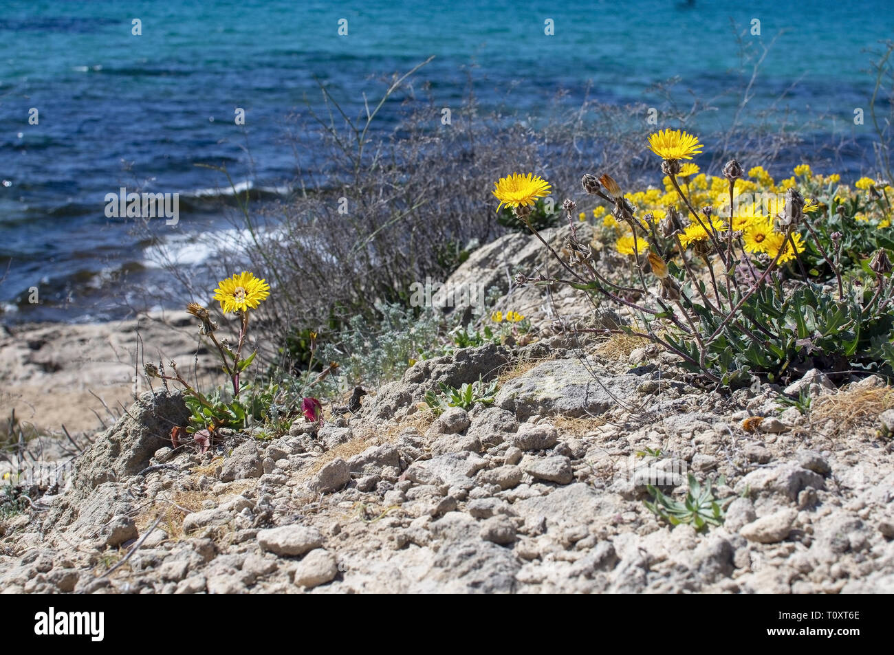 Yellow wildflowers, Sea Daisy or Sea Aster, Mediterranean Beach Daisy ...